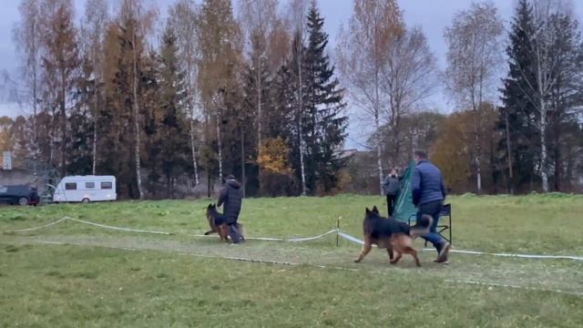 РАБОЧИЙ КОБЕЛИ ДШ / КЧК ТВЕРЬ 12 октября`25 Т.Шишкина Моно немецких овчарок