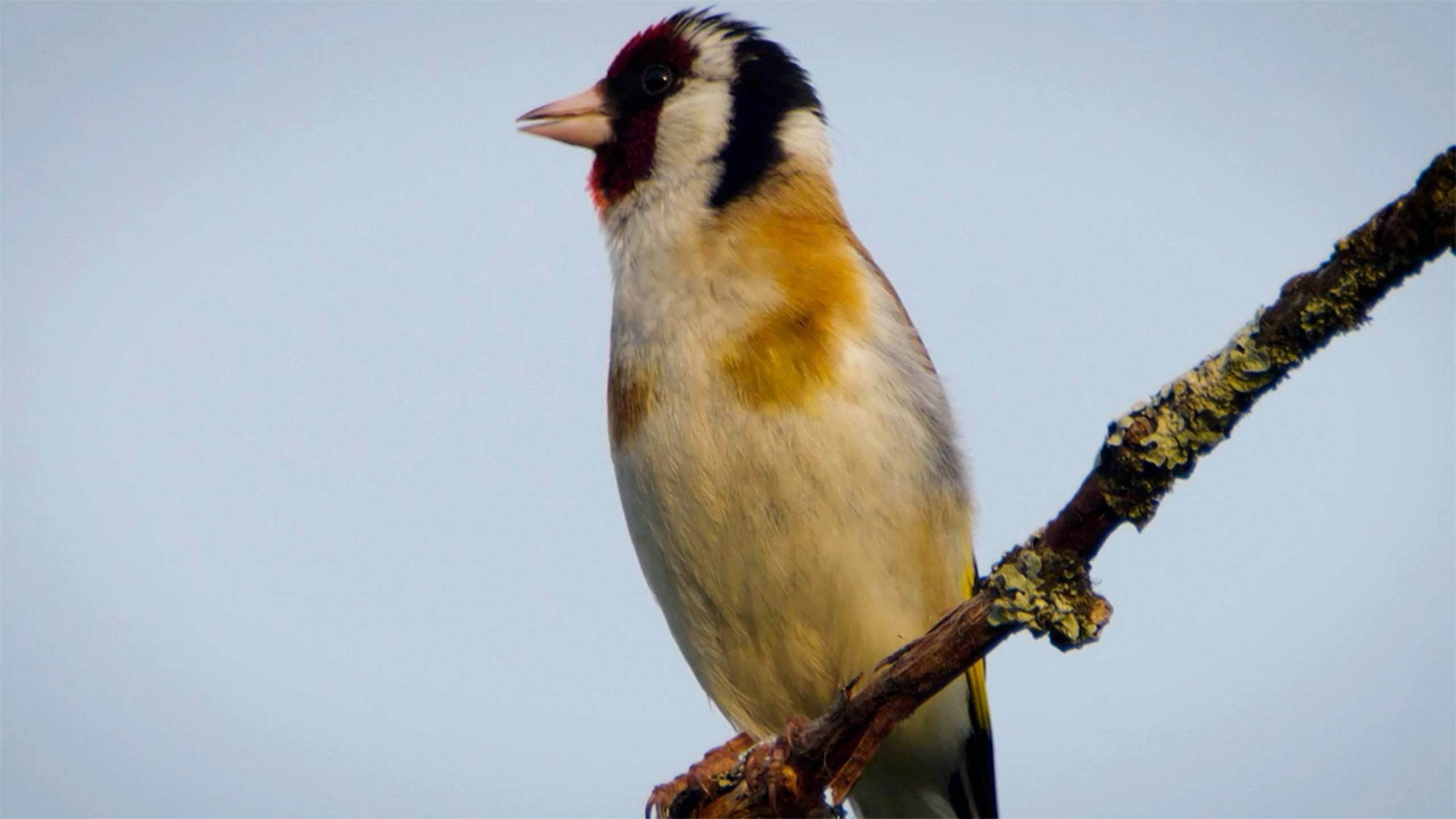 Как живут птицы поздней осенью?