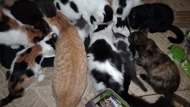 Хвостики тестируют влажный корм "Лаппи"