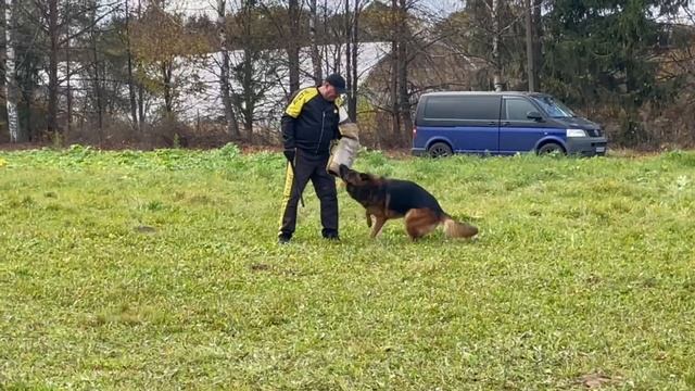 2 Отл. СС Team Bulle Hof ESKO +++ №15. ТВЕРЬ 12 октября`25 Моно немецких овчарок