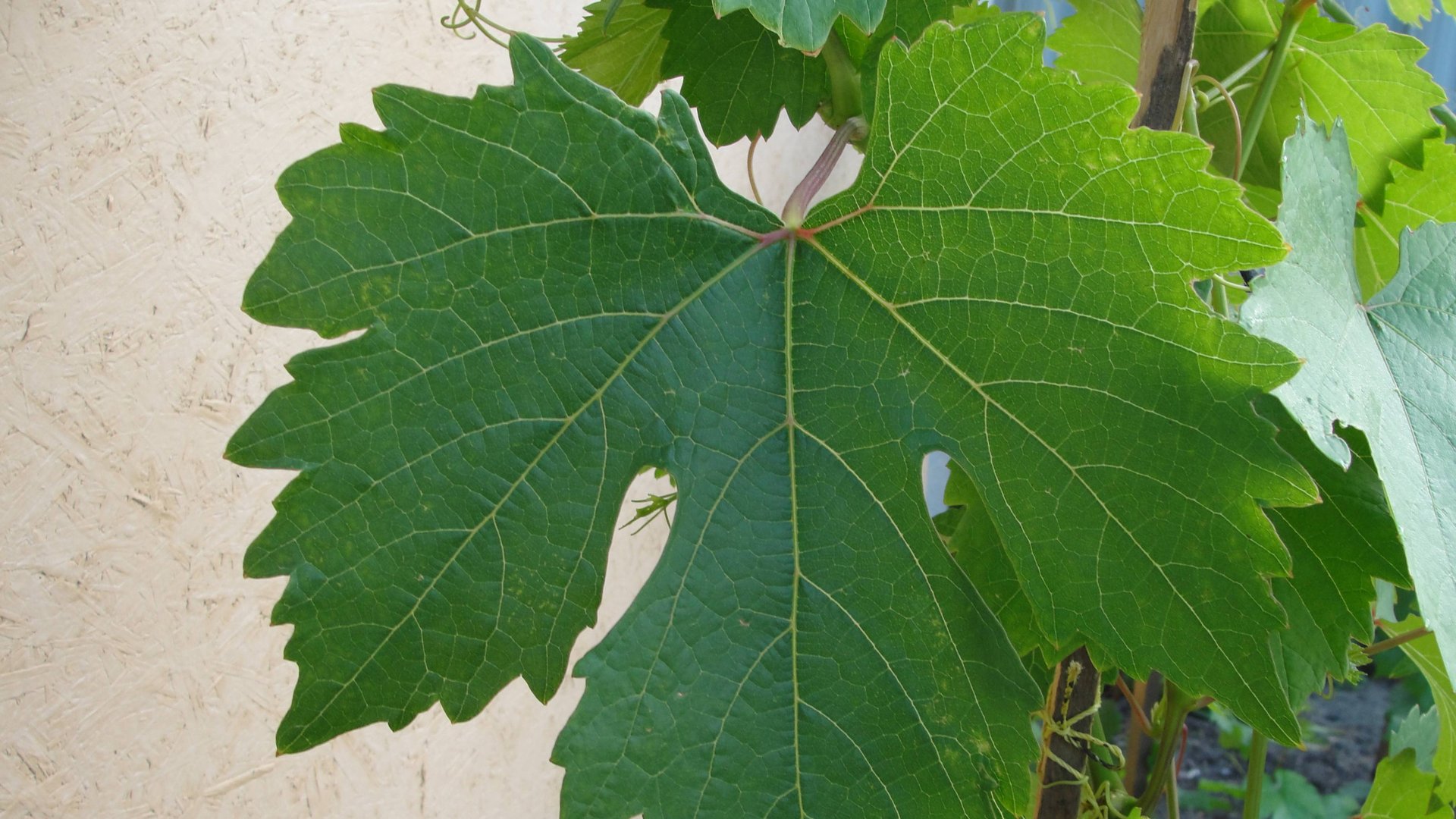 Температурные качели