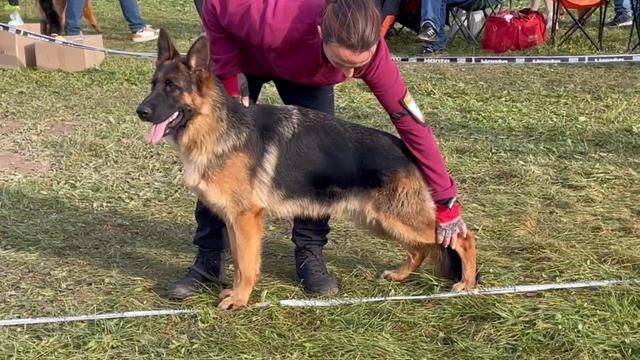 ЮНИОРЫ СУКИ / КЧК ТВЕРЬ 12 октября`25 Т.Шишкина Моно немецких овчарок