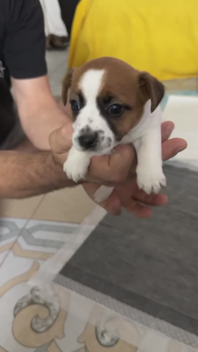 Новый член семьи. Эсси. #джекрасселтерьер #jackrussellterrier #dog #puppy #щенок #собака