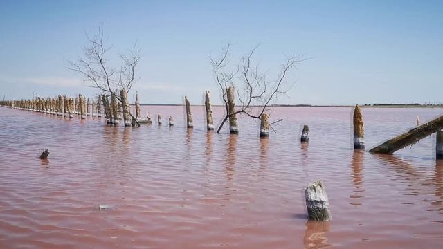 Розовое озеро Сасык-Сиваш.