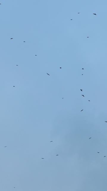 Вороны начали сбиваться в стаи в Москве.