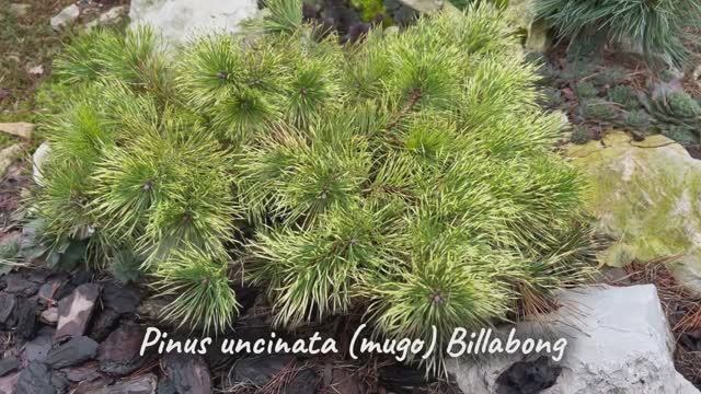 Pinus uncinata (mugo) 'Billabong'