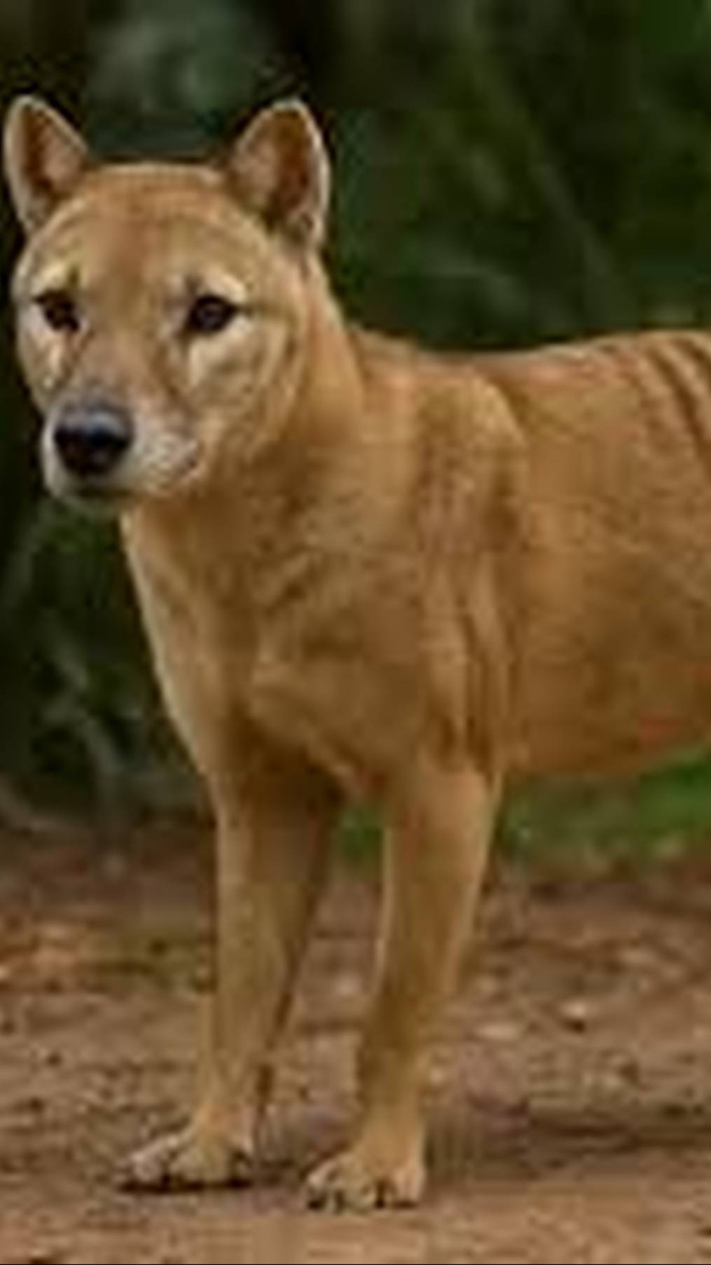 Вымерший Сумчатый Волк.