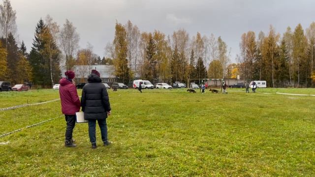 ЩЕНКИ КОБЕЛИ / КЧК ТВЕРЬ 12 октября`25 Т.Шишкина Моно немецких овчарок