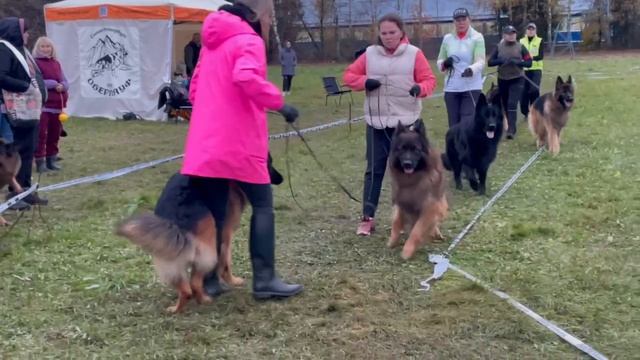 РАБОЧИЙ КОБЕЛИ ДШ / КЧК ТВЕРЬ 12 октября`25 Т.Шишкина Моно немецких овчарок