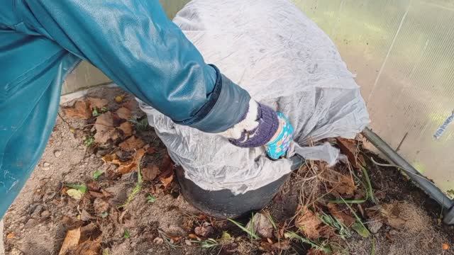 УКРЫЛА ГОРТЕНЗИЮ 🪻 Показываю, как укрывала миниатюрную гортензию