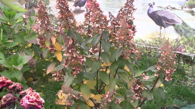 Волгоград. 22.10.2025 г. Подготовка гортензий к зиме