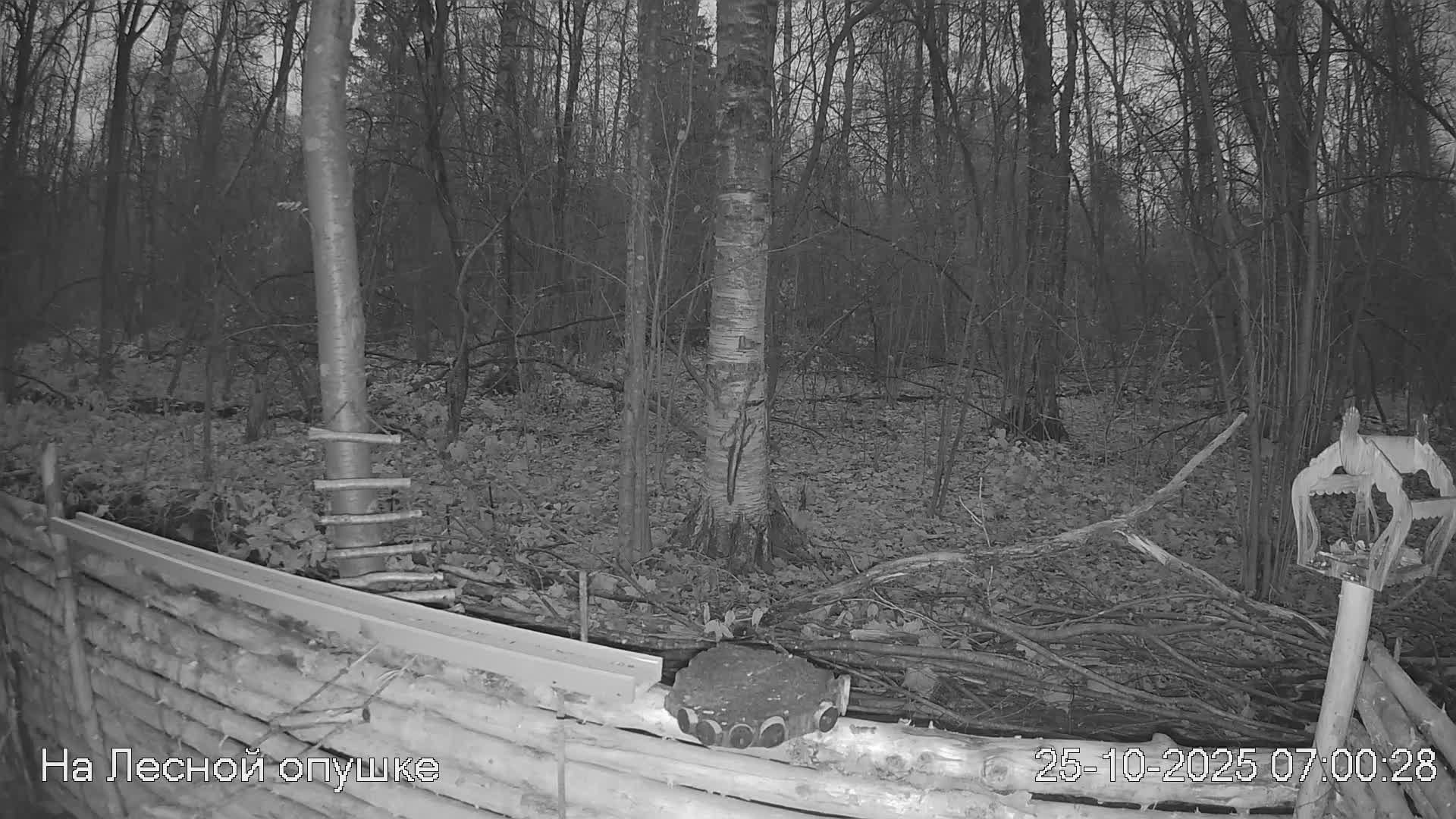 🍂ОКТЯБРЬ в ЛЕСУ онлайн #Relaxing #природа #звуки леса #птицы #погода🍁