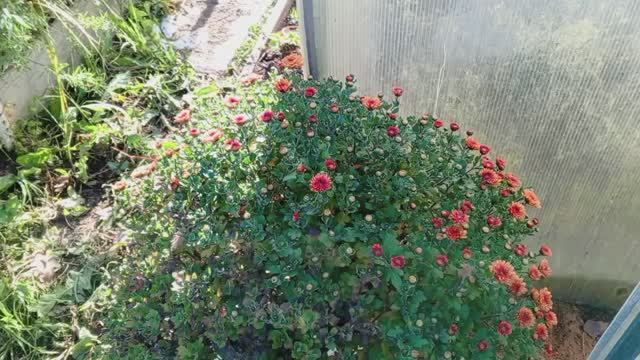 КАК СОХРАНИТЬ ХРИЗАНТЕМУ МУЛЬТИФЛОРУ ЗИМОЙ ❓️🏵  Рассказываю и показываю