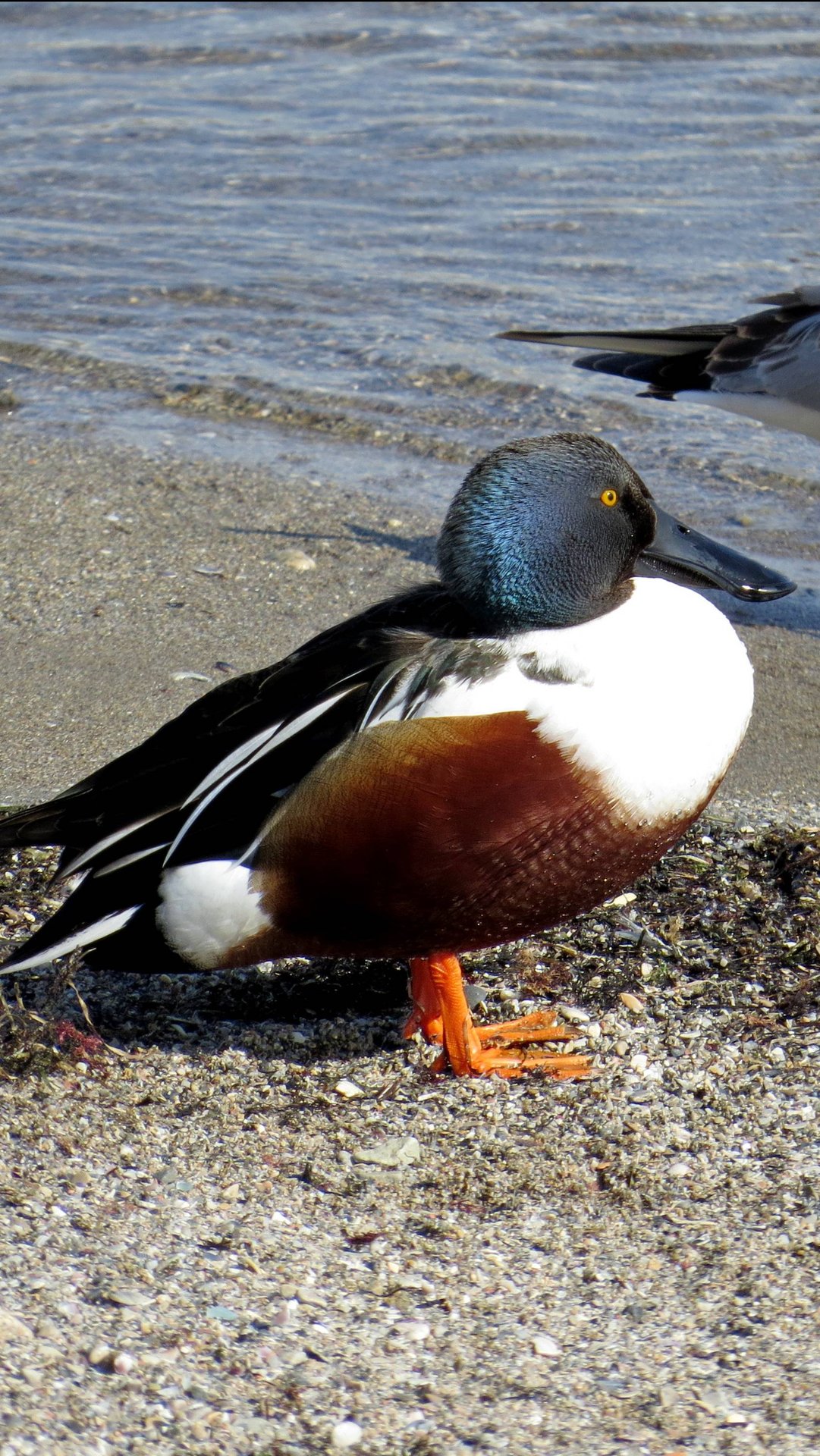 Утка Широконоска.