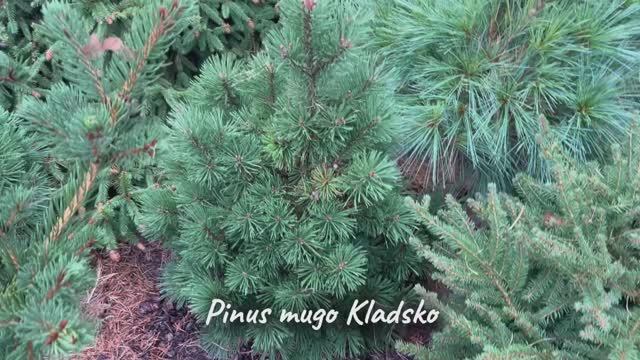 Pinus mugo Kladsko