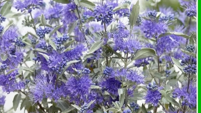 25-10-2025 КУПИЛА КАРИОПТЕРИС И ГРУШУ КОНФЕРЕНЦИЯ