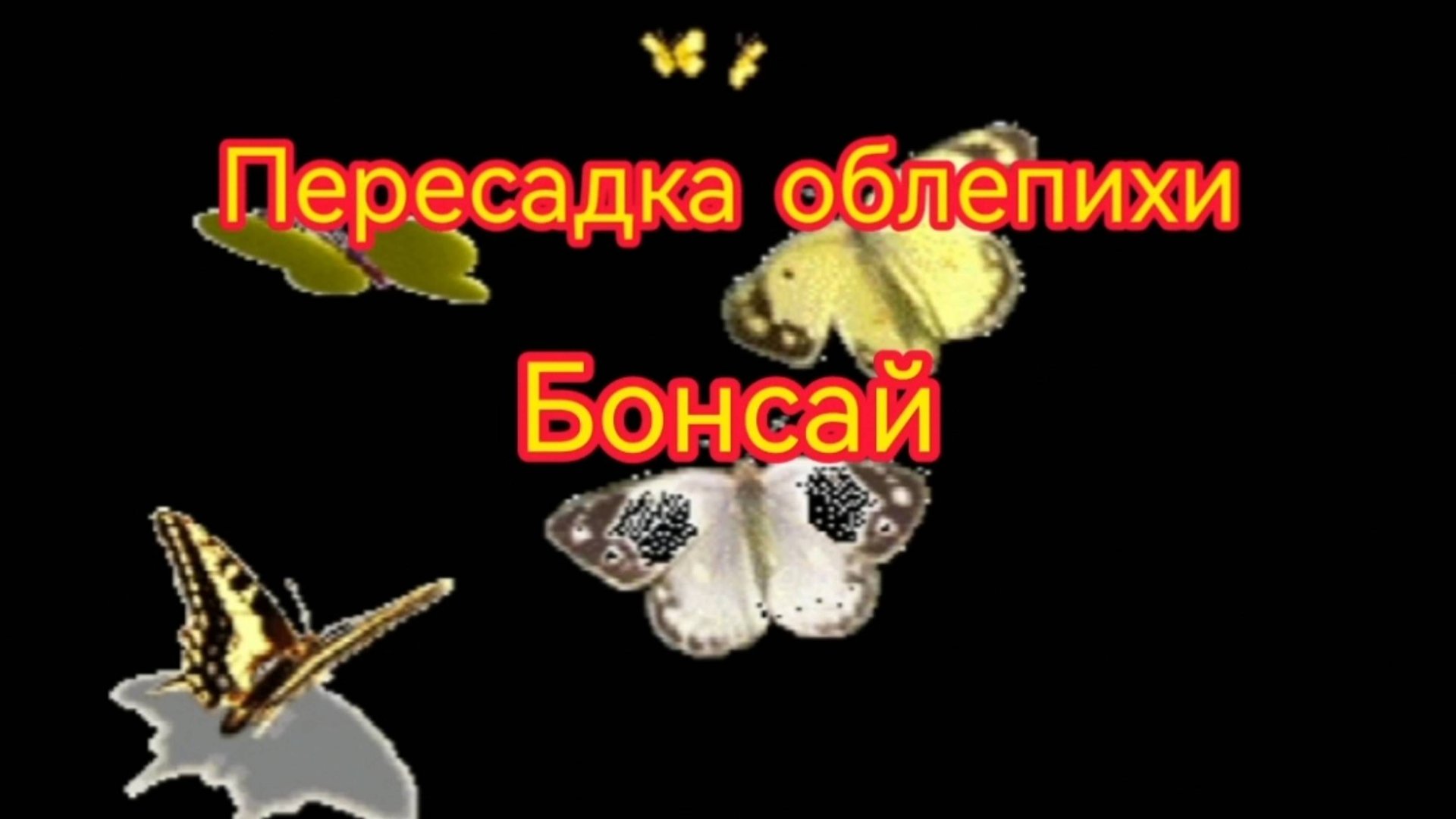 Пересадка облепихи