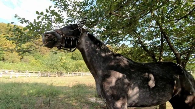 СОЧИ - Два чудесных места! Змейковские водопады и ферма Экзархо