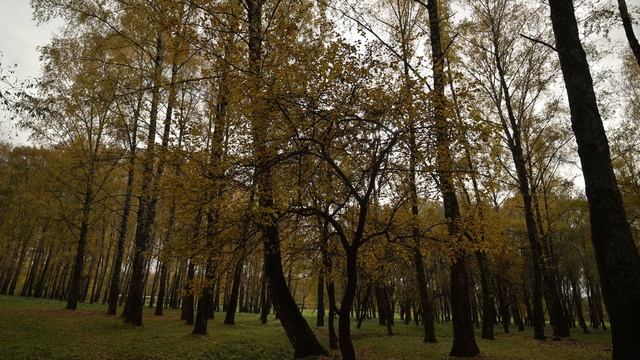 осень в Туле(4)