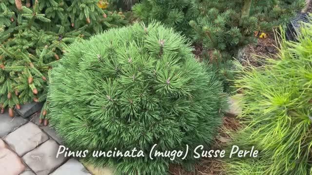 Pinus uncinata (mugo) Susse Perle