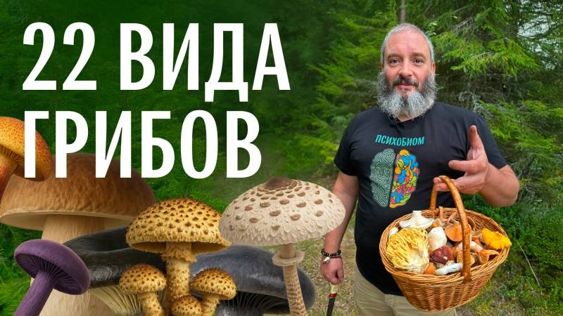 22 вида грибов.