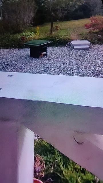 ДЭНИС И КРИПОНЯ УПАЛИ В ЯМУ И НАШЛИ КУСТ (МИНИ-ЭПИЗОД)