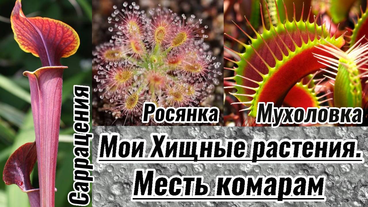 Мои хищные растения. Месть комарам.