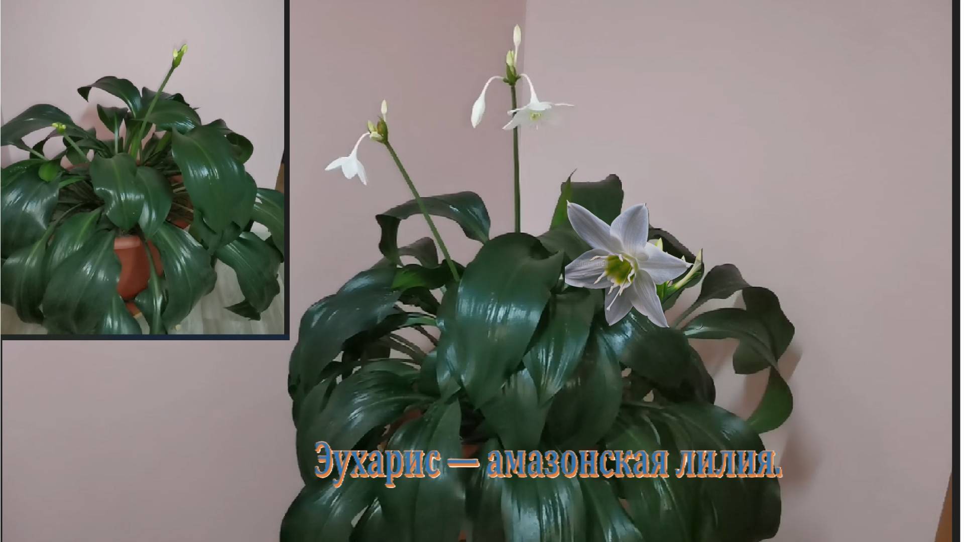 Эухарис, амазонская лилия - цветок-оберег с сильной позитивной энергетикой.  #комнатные- растения.