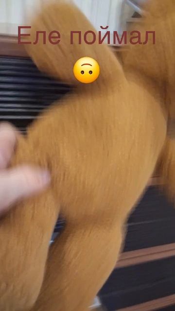 Еле поймал! #Shorts