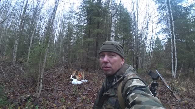 Точный выстрел по зайцу беляку.Густые ёлки-не помеха моей двухстволке!