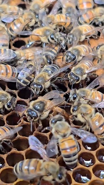 Как размножаются пчёлы? кратко и понятно.