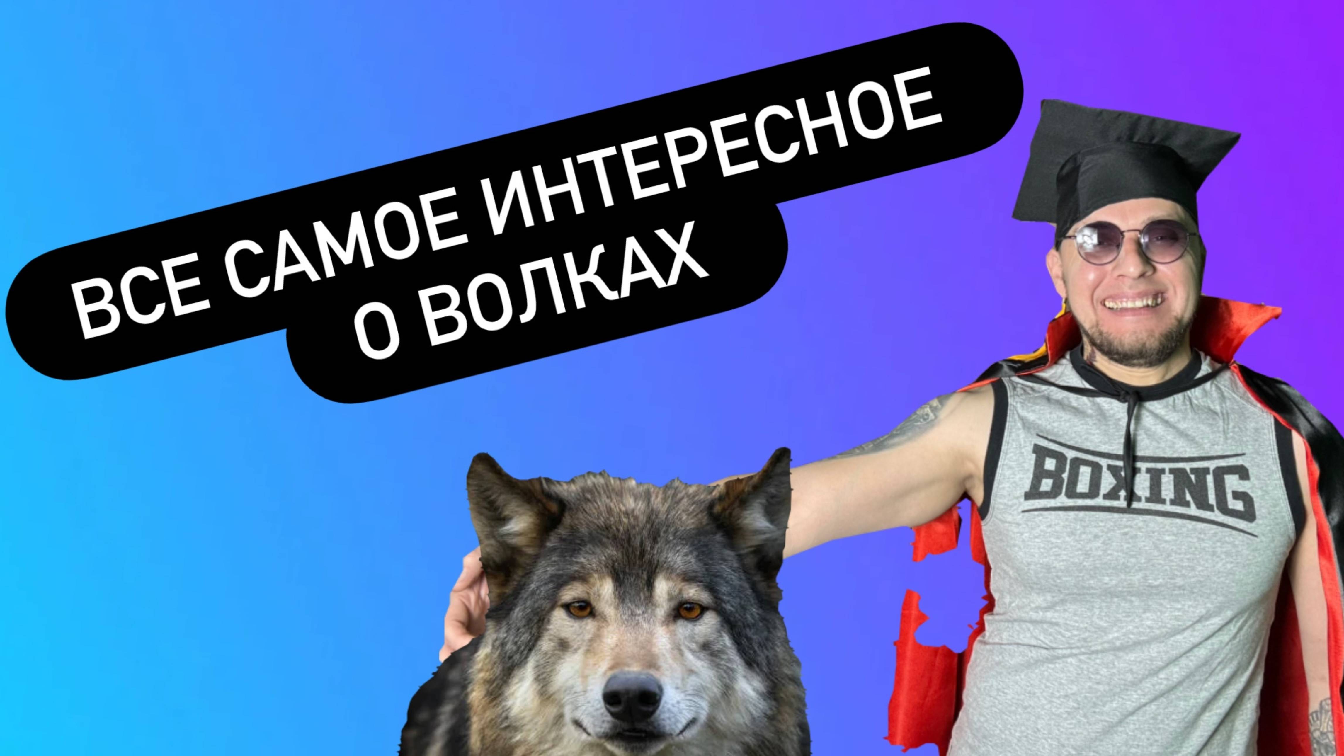 Самое интересное о волках