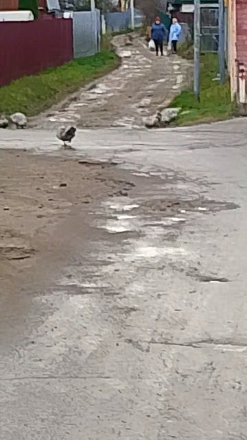 Гуси вышли на охоту