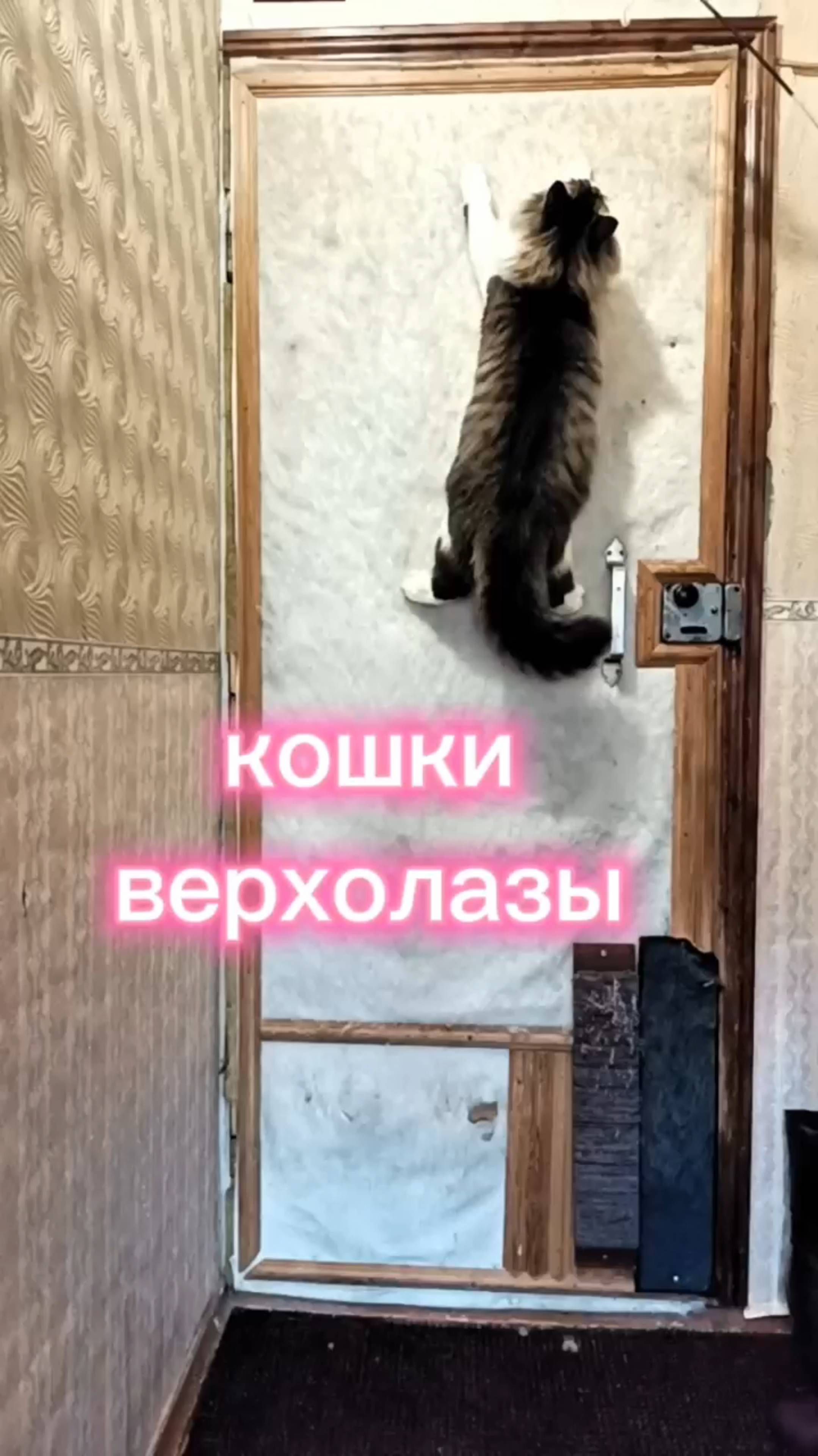 Забавные котики.