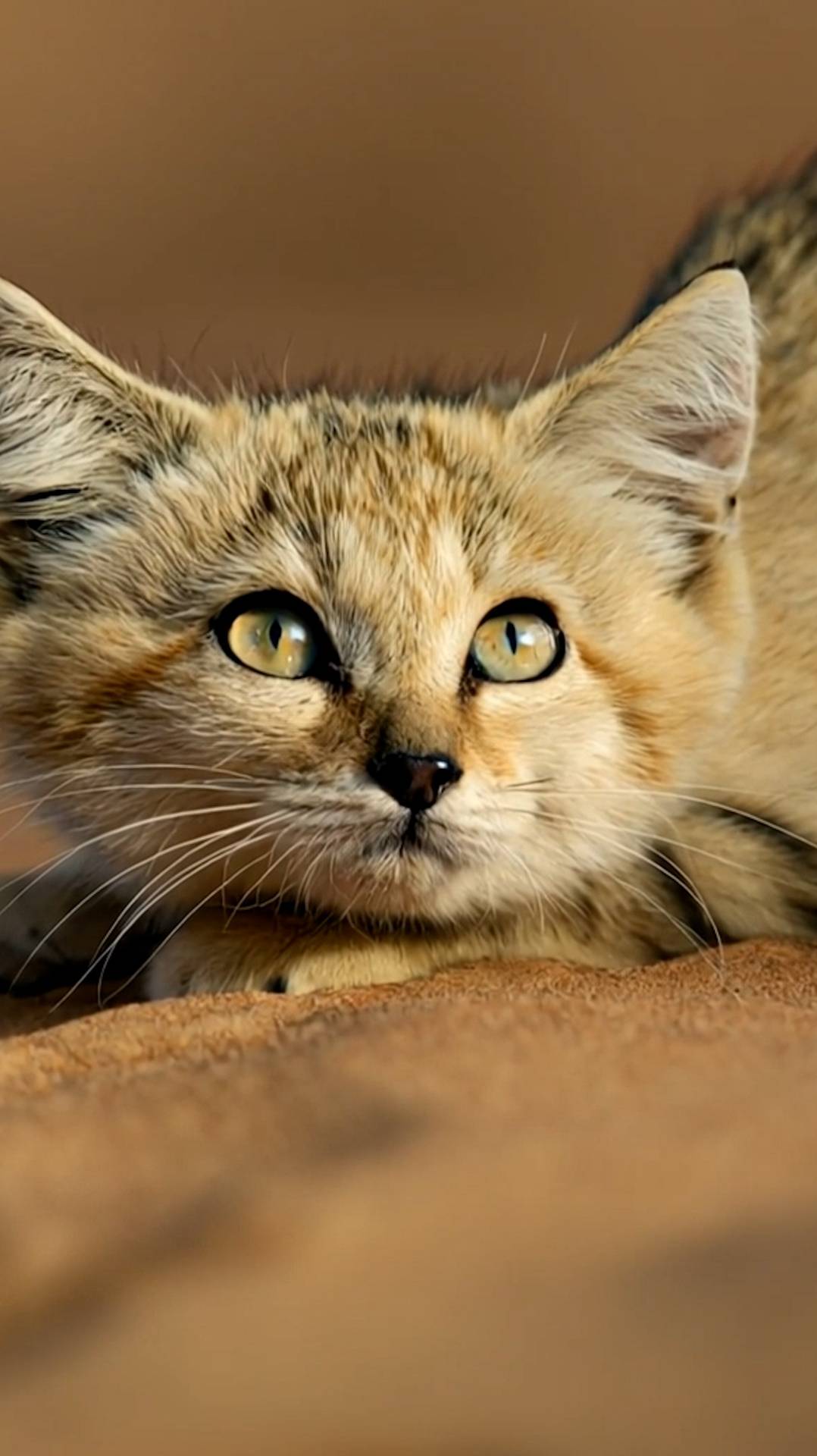 Зачем этот кот живёт в такой жаре?