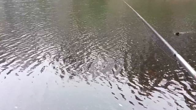 Рефтинское водохранилище.
Окунь в Октябре .