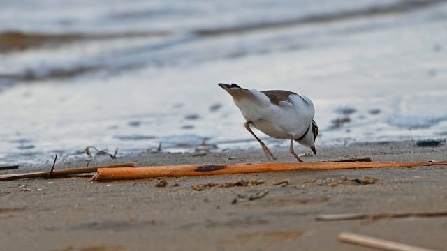 Зуйки в Татарстане