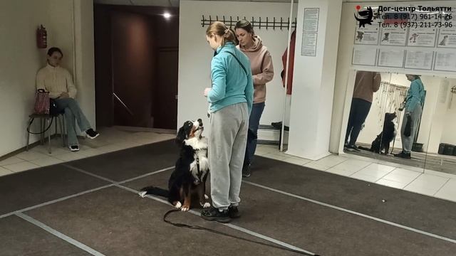 Бернский зенненхунд Шелдон. Фрагмент индивидуального занятия по дрессировке: выдержка и подзыв собак