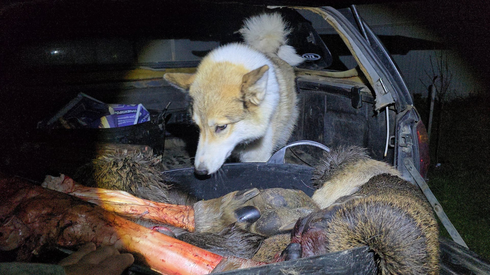 По приезду с охоты