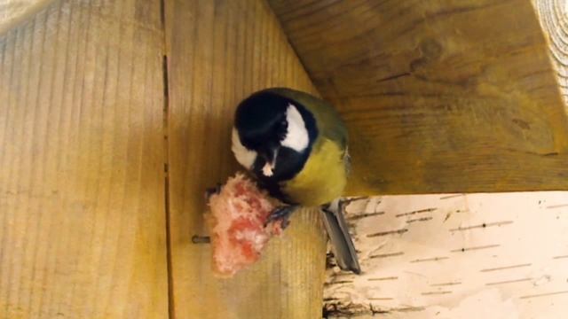 Ну очень голодная!