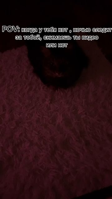 Не, ну а что?) я не сплю в час ночи 🙄💕 это мой кот райан 🖤🖤