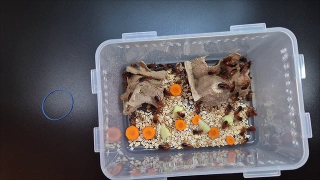 ОДА таракану