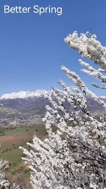 Весна в горах Чарвака #Узбекистан #Чарвак #горы #весна #природа #миндаль #абрикосы #цветение