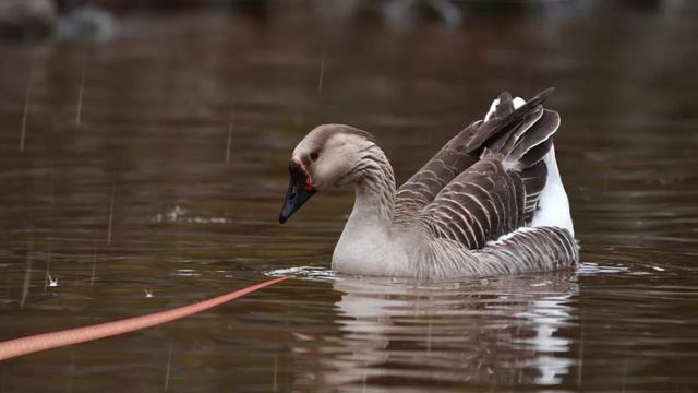 ФУТАЖ - ОТВАЖНЫЙ ГУСЬ