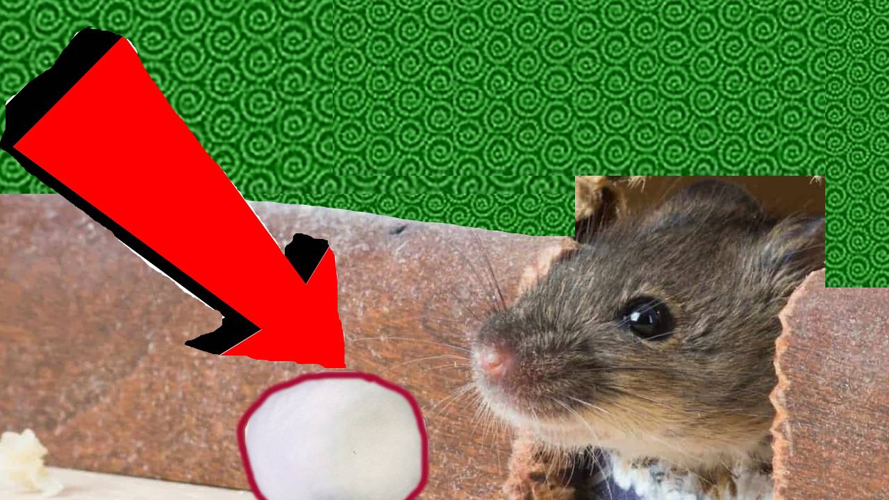 Как избавиться от мышей За 3 Секунды!!!!!!!!!...