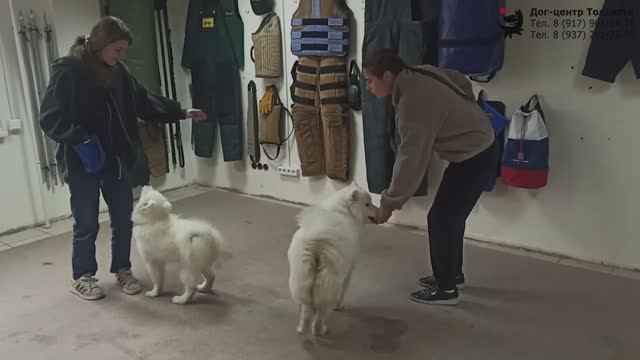 Самоеды Бемби и Чандра. Фрагмент индивидуального занятия по дрессировке. Тольятти, 28 сентября 2025.