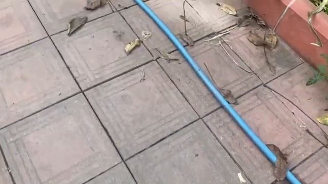 Микробиология органической грядки.