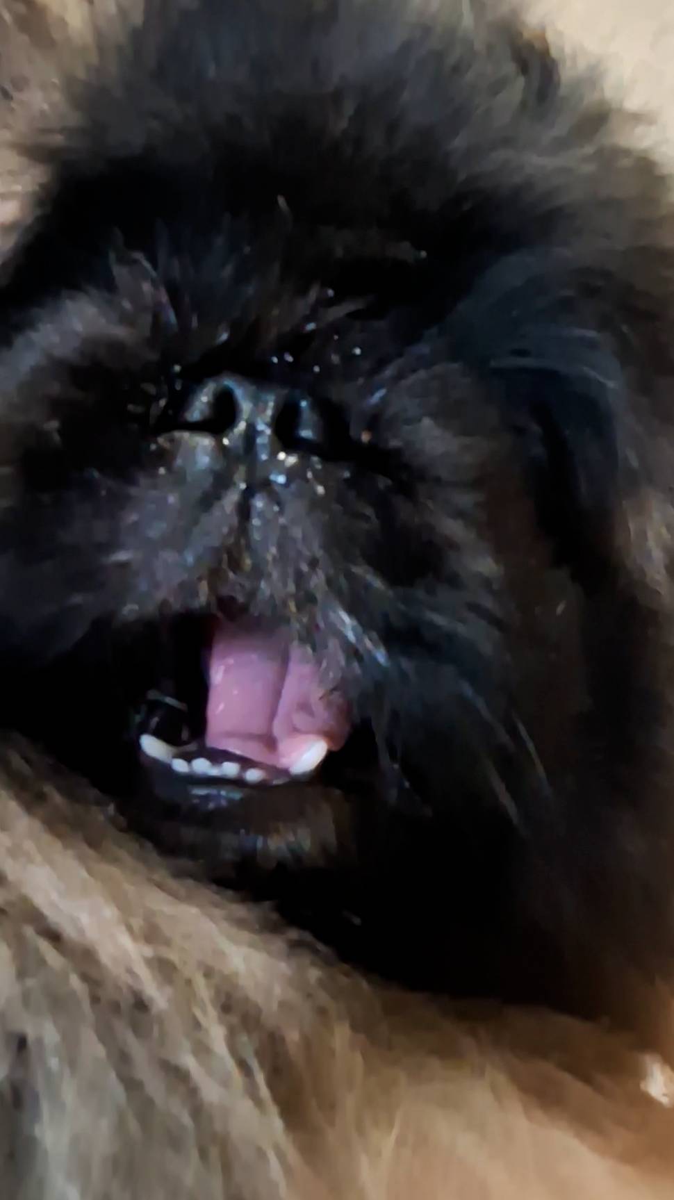 Пекинеса Дендика не так просто расчесать