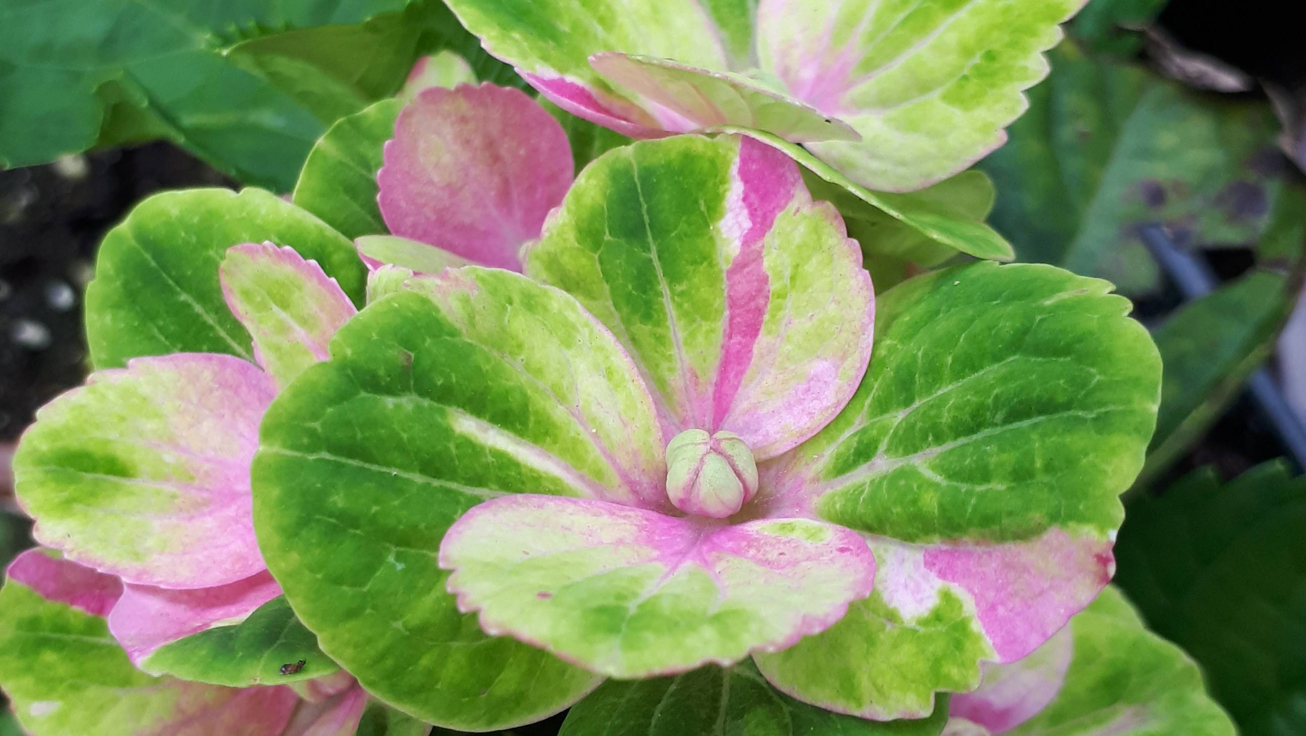 Как правильно сохранить гортензию крупнолистную зимой: секреты успешной зимовки в квартире.