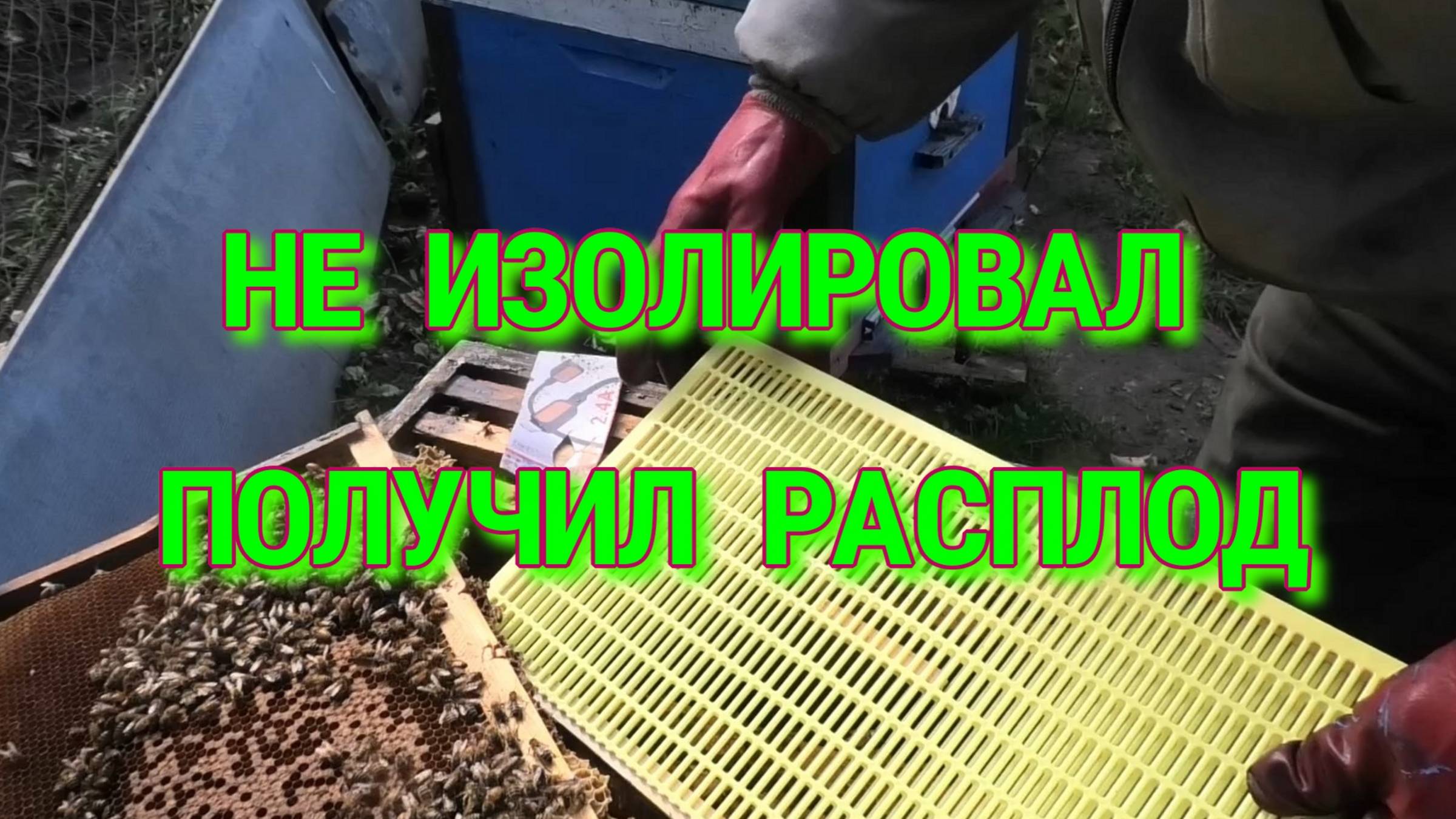 ЕСЛИ НЕ ИЗОЛИРОВАТЬ ПЧЕЛИНУЮ МАТКУ